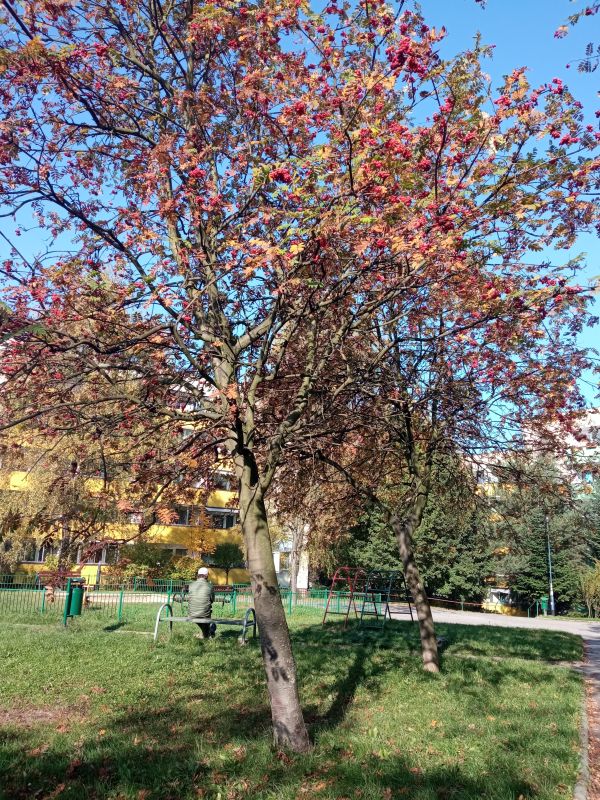 Szkoła Podstawowa nr 164